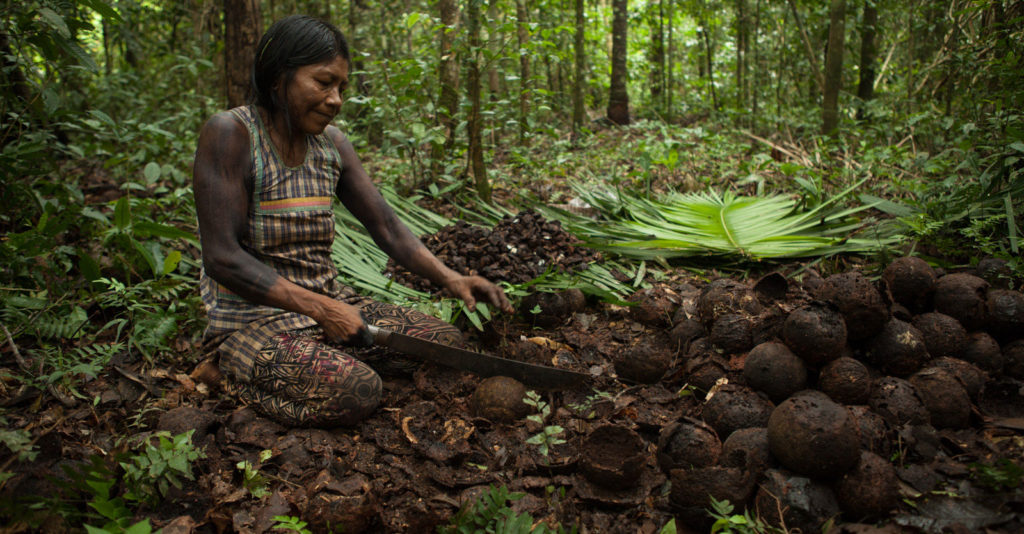 Sustainable Harvests - Kayapo Project