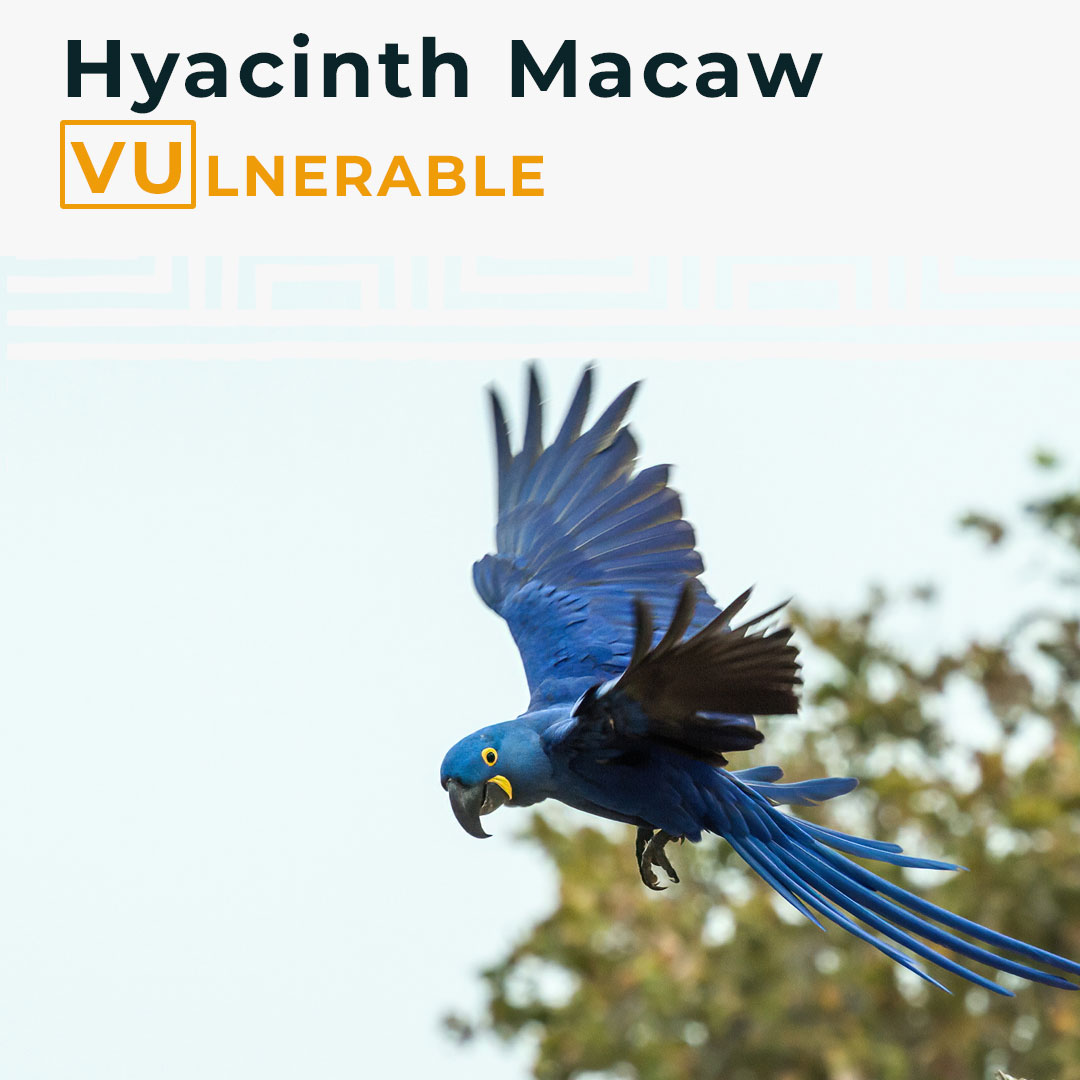 Biodiversity - Kayapo Project