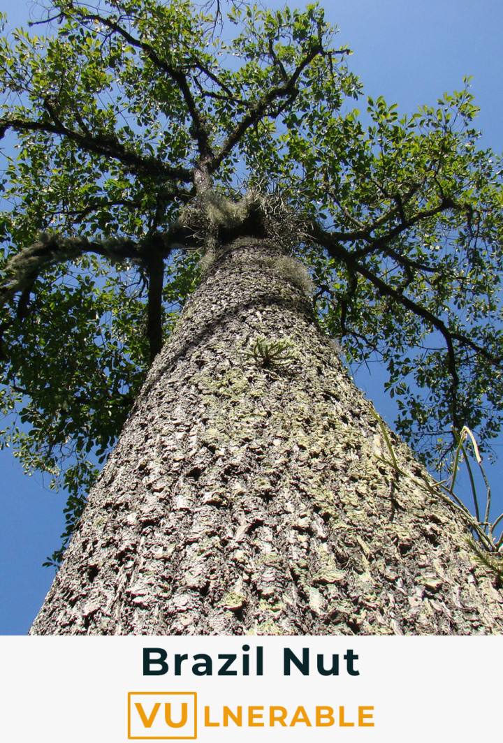 Biodiversity - Kayapo Project